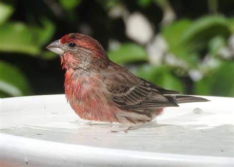 Solve House Finch Male In The Front Birdbath San Marcos California