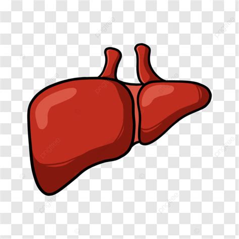Liver Cartoon Human Body Organ Liver Human Body Organs Cartoon Png
