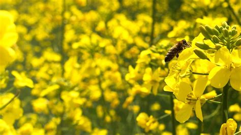 일상이 여행인 사람들 나주 둔치체육공원 유채꽃홍어삼합영산포 등대 Youtube