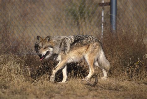 Imagen Gratis Mexicano Lobo Canis Lupus Baileyi