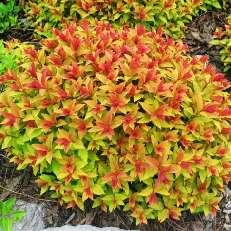 Спирея японская "Голден Принцесс", Spiraea japonica Golden Princess 30 ...