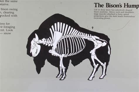 American Bison Anatomy