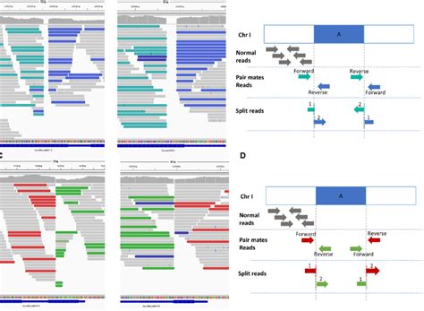 Read Signature When The Alignments Are Visualized With Igv And