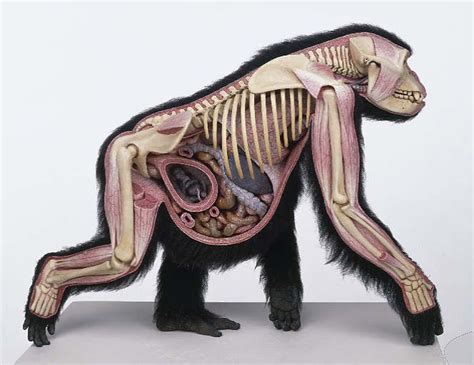 Pregnant Gorilla Anatomy Cross Section Model