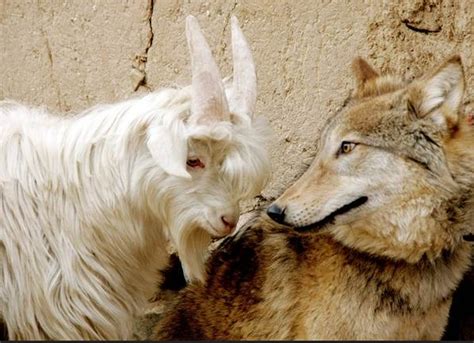 White Wolf A Wolf And A Goat Have Become Unlikely Best Friends In