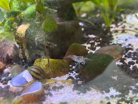 Empirical Perspective On Tumblr