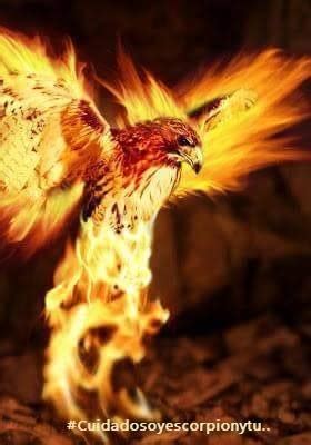 Escorpio🦂 Es El Ave Fenix Cuidado Soy Escorpión Y Tú