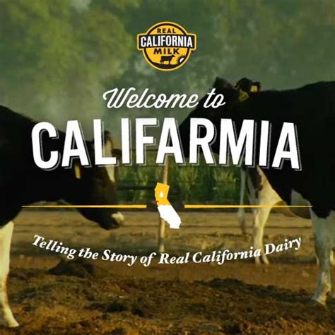 California Milk California Dairy California Cheese Real