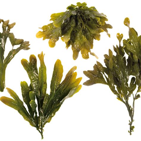 Interested In Seaweed Taste Heres Your Know It All Guide The Rusty