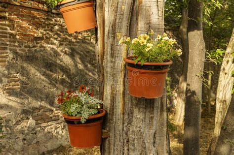A Tree Trunk Loaded With Pots In An Urban Stock Image Image Of Park