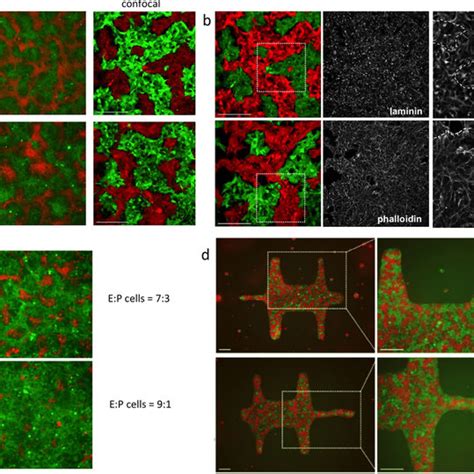 2d Cellular Patterning Through Differential Adhesion A Cellular Download Scientific Diagram