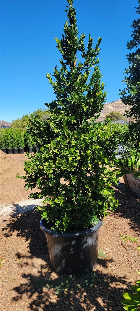 Prunus Caroliniana Carolina Cherry Laurel Bonilla Nurseries