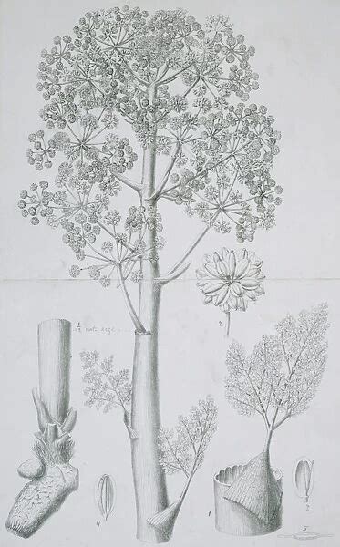 Ferula galbaniflua, galbanum Our beautiful Wall Art and Photo Gifts ...