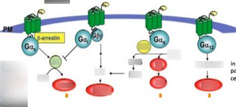 Diagram Of Key Gpcr Signalling Pathways Quizlet