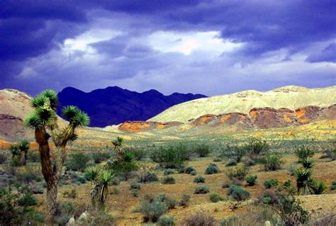Habitat Examples Exploring Earths Unique Ecosystems Habitat Examples Exploring Earths Unique Ecosystems
