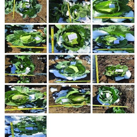 Observation Of Mid Heading Phenotype Of 13 Cabbage Varieties During S4