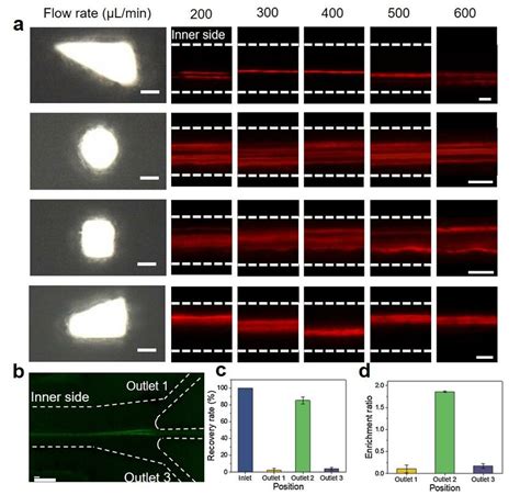 Focusing Of 26 μm Particles In Microfluidics Chip Of Different