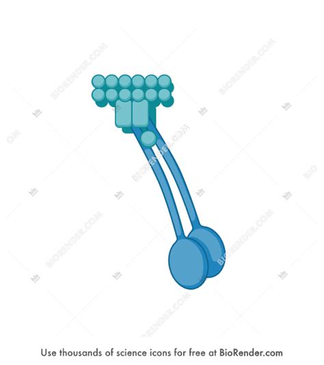Free Dynactin Icons Symbols And Images Biorender