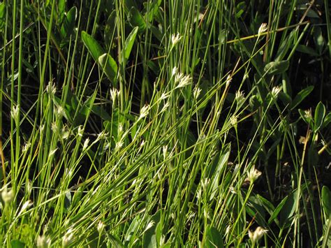 Diversity Of Vascular Plants In California Fens