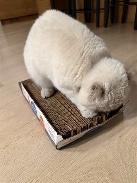 Scratching Post Selection Guide Picking The Purrfect Post Class Act Cats