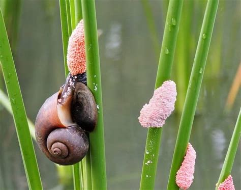 Unlocking The Egg Laying Mystery When Do Ducks Start Laying Eggs