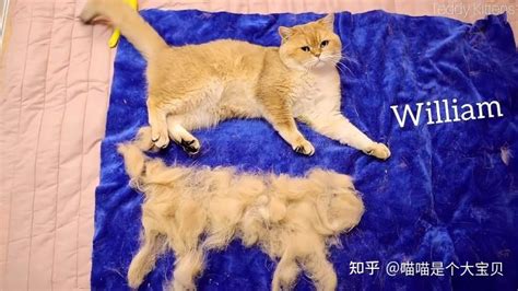 金渐层” 的弃养率攀升，原因有5点，劝你别冲动饲养 知乎