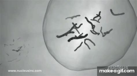 Fertilization On Make A 