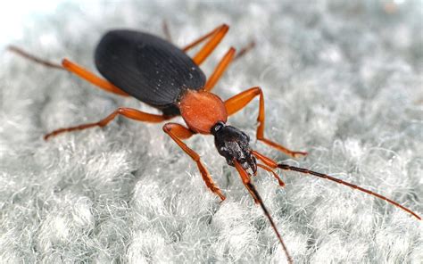 How Many Types Of Bugs Live In Your House Right This Minute Science Weighs In The Washington
