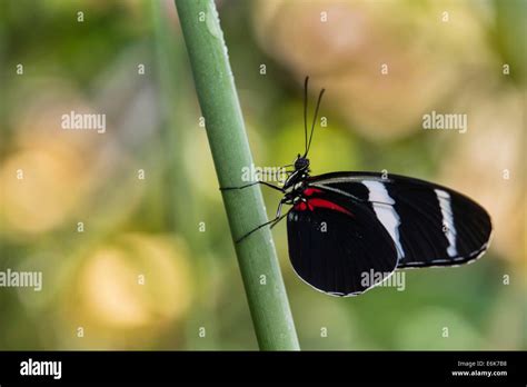 Cydno Longwing Heliconius Cydno Butterfly House Botanical Garden Munich Upper Bavaria