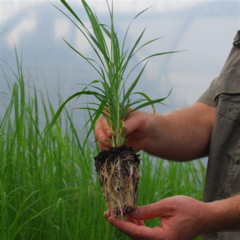 Wildflower And Native Grass Seed Plugs Nativ Nurseries