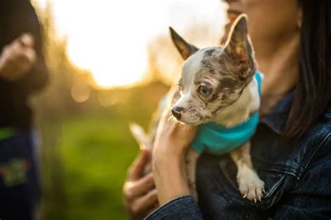 Chihuahua Mixed With Pit Bull Discover The Perfect Companion The