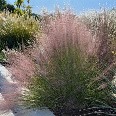 Ornamental Grasses — Ornamental Grasses