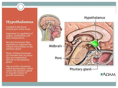 Ppt The Endocrine System Powerpoint Presentation Free Download Id