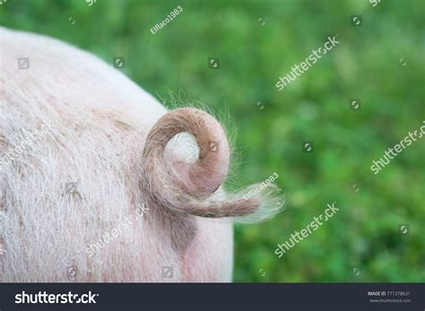 Pig Tail Color