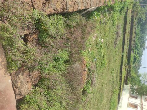 2000 Sq Ft Residential Plot For Sale In Trisulia Cuttack Rei1207261