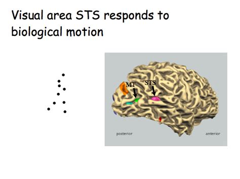 Perception Lecture Notes Visual Motion Perception