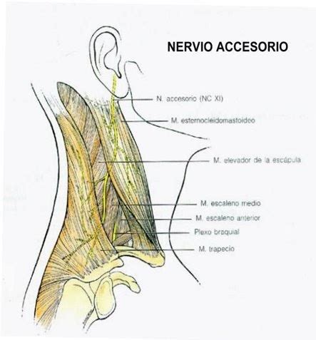 Anatomia 2 Nervio Accesorio O Espinal Par Craneal Xi