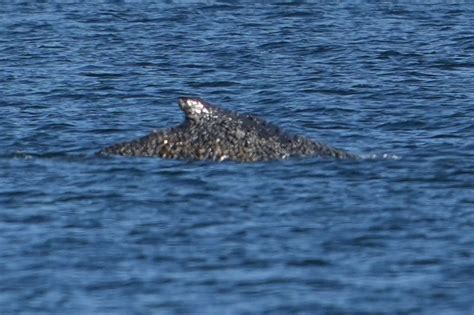 Befreiter Wal Schwimmt In Ostseebucht Mit Helfer Eskorte