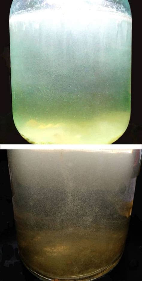 Infusoria Profile And How To Culture As Live Food Shrimp And Snail Breeder