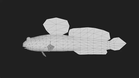 Mudskipper 3d Model Rigged Cgtrader