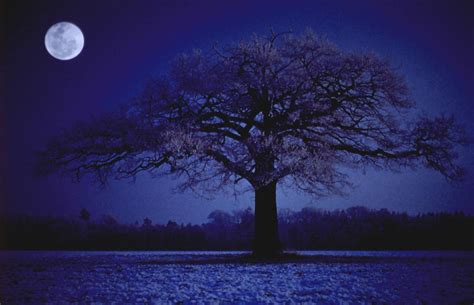 Winternacht Bild Des Tages