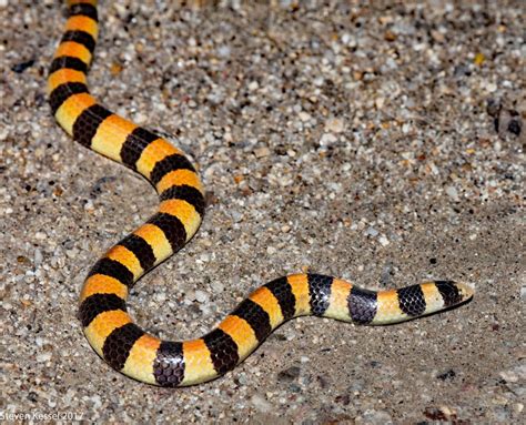 Variable Sandsnake Sonoran Images