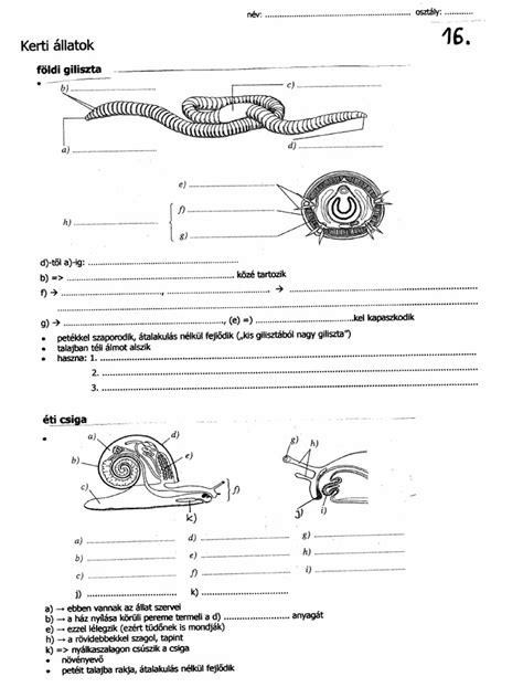 Földigiliszta Éti Csiga Üres Vázlat Pdf