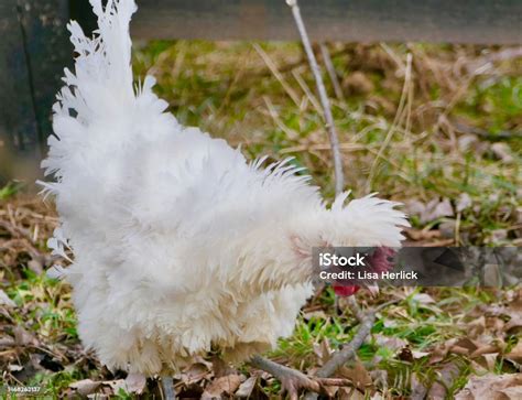 Fluffy Soft Frizzle Chicken White With Curled Plumage Outdoors Roaming