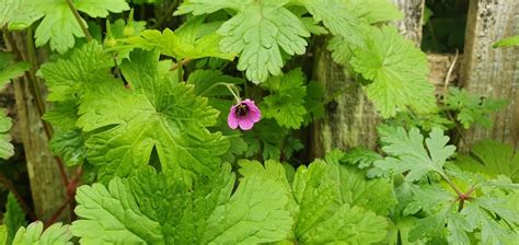 Geranium Procurrens Trailing Geranium North Carolina Extension Gardener Plant Toolbox