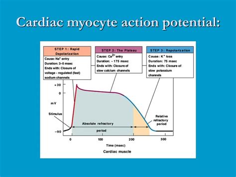 Ppt Comprehensive Overview Of Cardiac Muscle Functions And Regulation