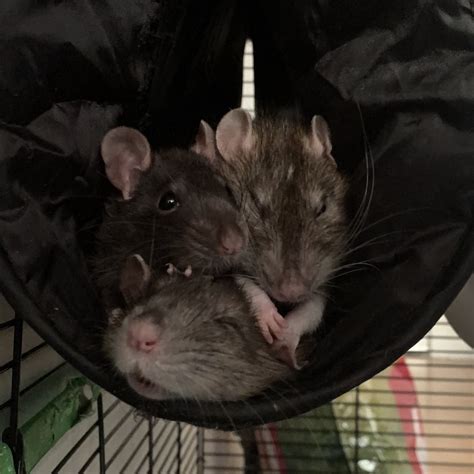 Rat Stack Rthecuddlepuddle