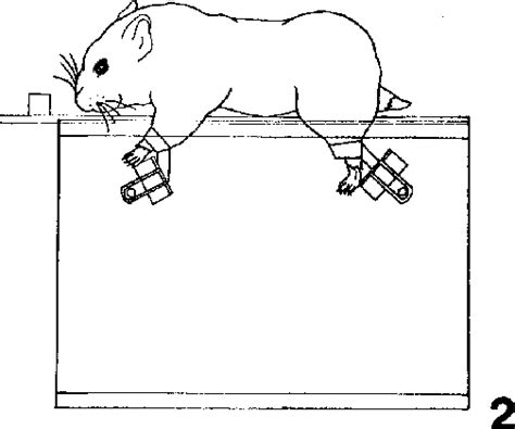 Figure 2 From Analysis Of Mitotic Activity Of Fetal Tissues By