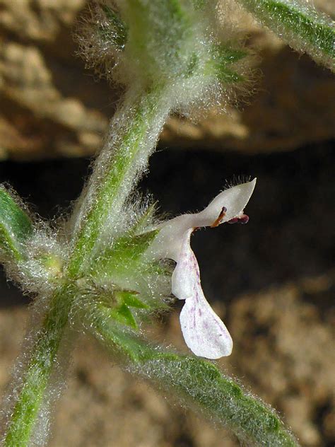 Hairy Stem Photos Of Stachys Albens Lamiaceae
