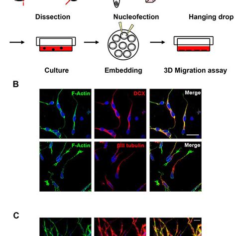 3d Migration Assay A Rat Neuroblasts Were Nucleofected With Pmax Gfp